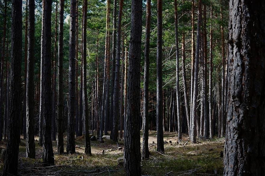 Method 3 Random Forest Data Dimensionality Reduction Series… By Data Science Meets Cyber