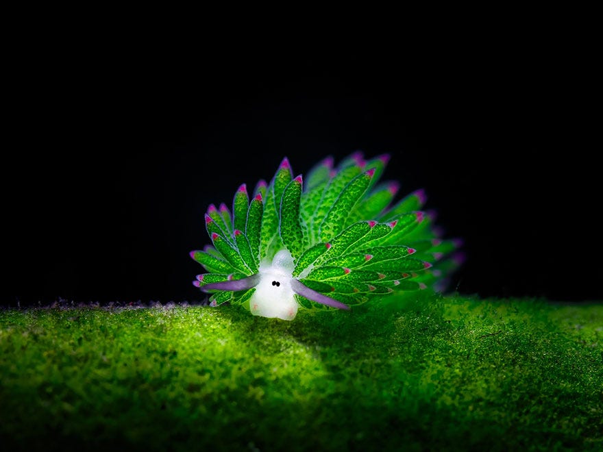 Nature’s Miracles! The Leaf Sheep. | by Freda Savahl | Medium