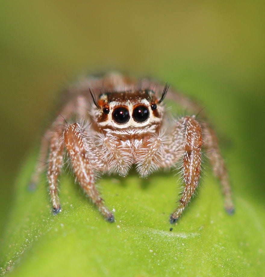 Jumping spiders are friendly they do not bite only when threatened and ...