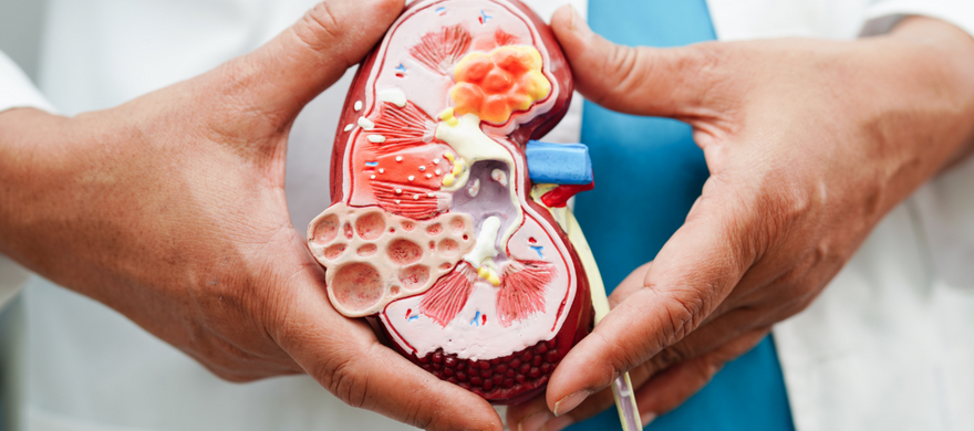 8 Steps for excellent Kidney Health: Your Comprehensive Guide to ...