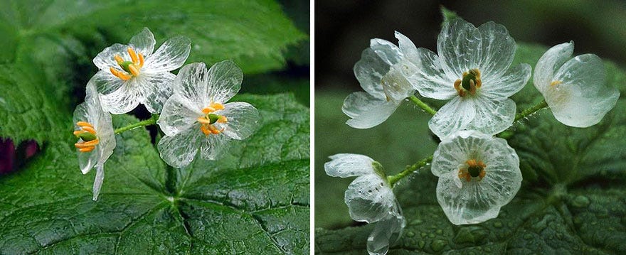 When it rain ,nature calls flower to become transparent as “skeleton ...