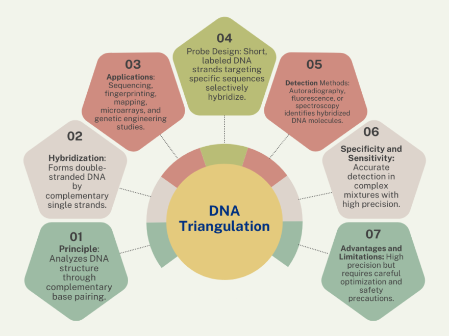 What is a DNA Triangulation?. The word “triangulation” is used in a ...