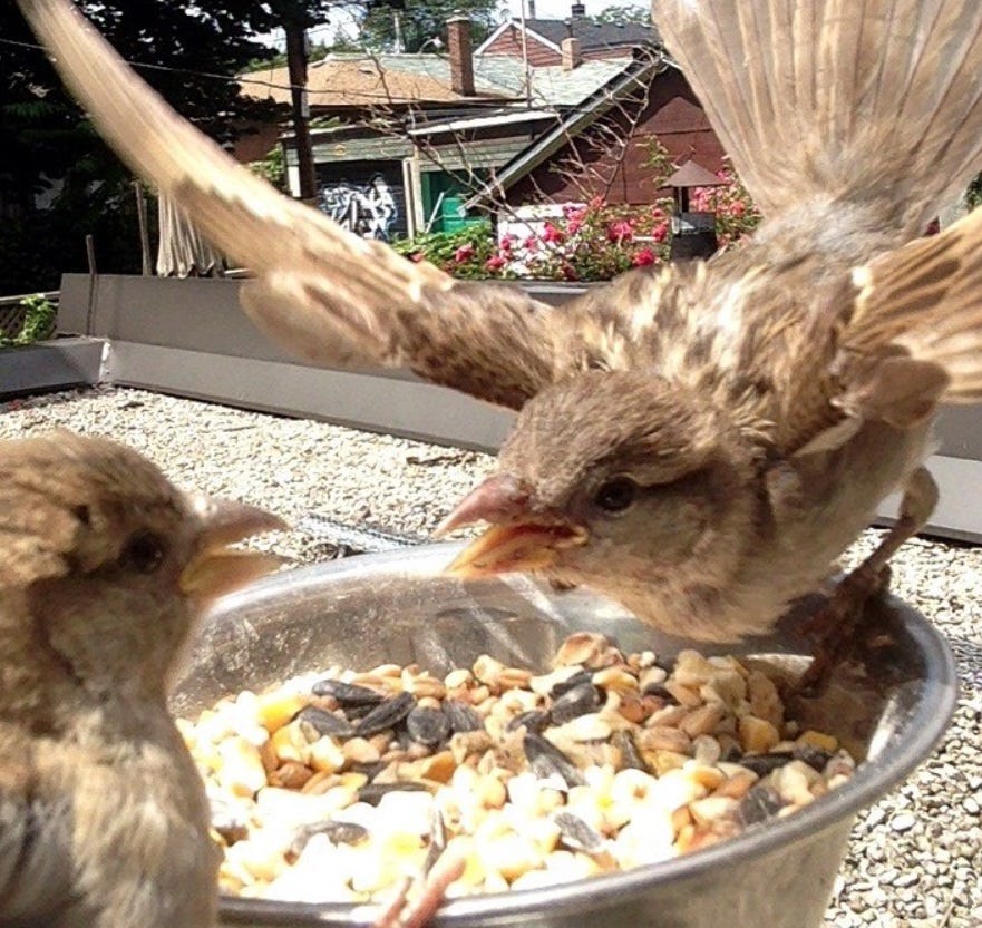 Using Motion Detector Bird Photography Devices | by RobCampbell | Medium