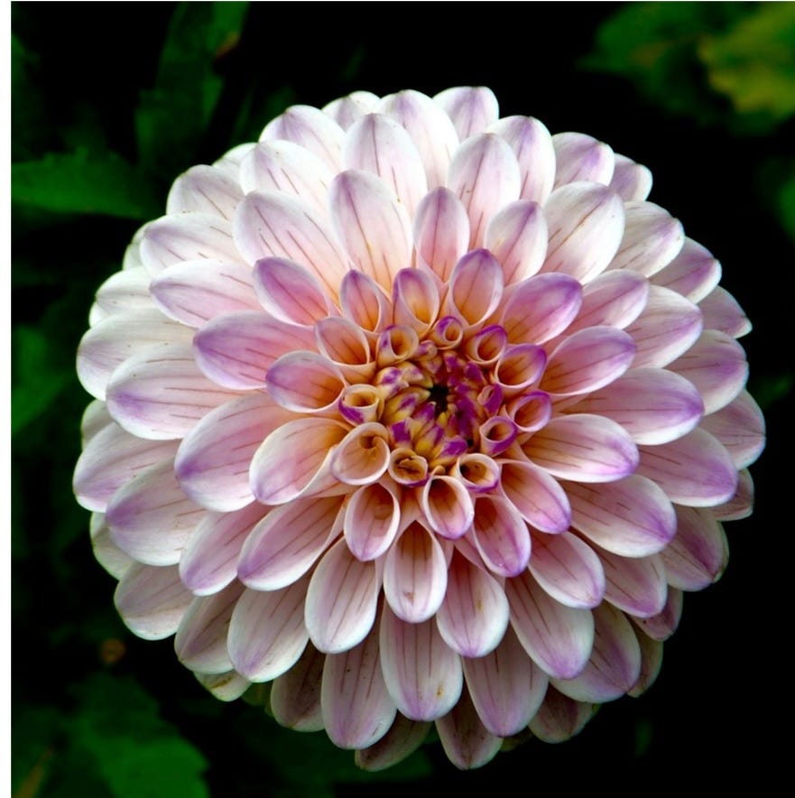 How to Function as an Obliger. …on top of being INFJ | by Lyn Carr ...