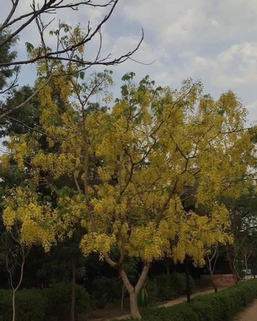 The Golden Shower Tree Is Smiling And Spreading Joy | by Dr. Preeti ...