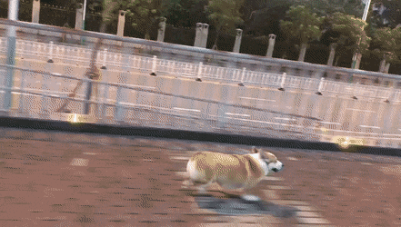 Running Corgi Gif
