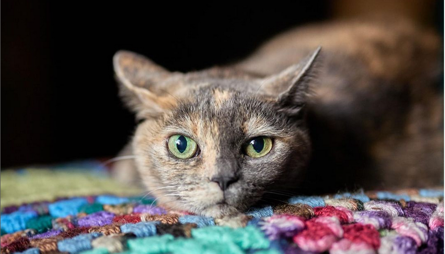 Josie Is the Very Best Cat There Is (Sorry, All Other Cats) | by All My ...