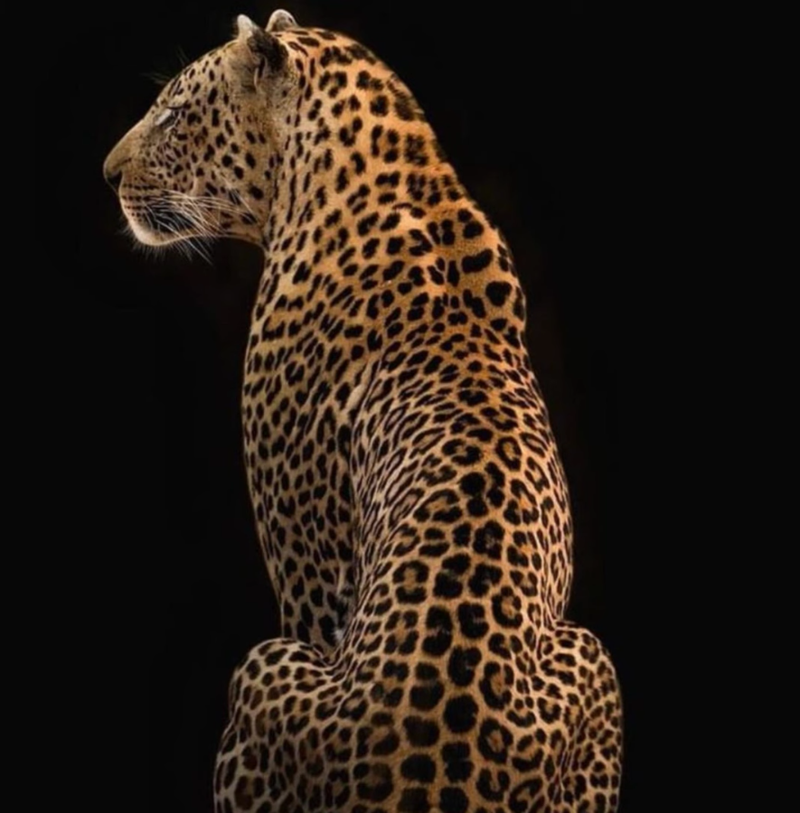 Proklaim’s “Alive”: A Sonic Manifesto of Unstoppable Purpose | by Boyz II Business | Jan, 2024 ...
