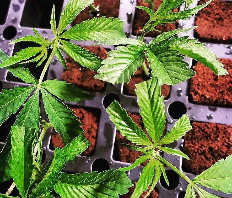 Beginning Cultivators Guide To Cloning Cannabis By Cat Winske Beaches And Weed Medium