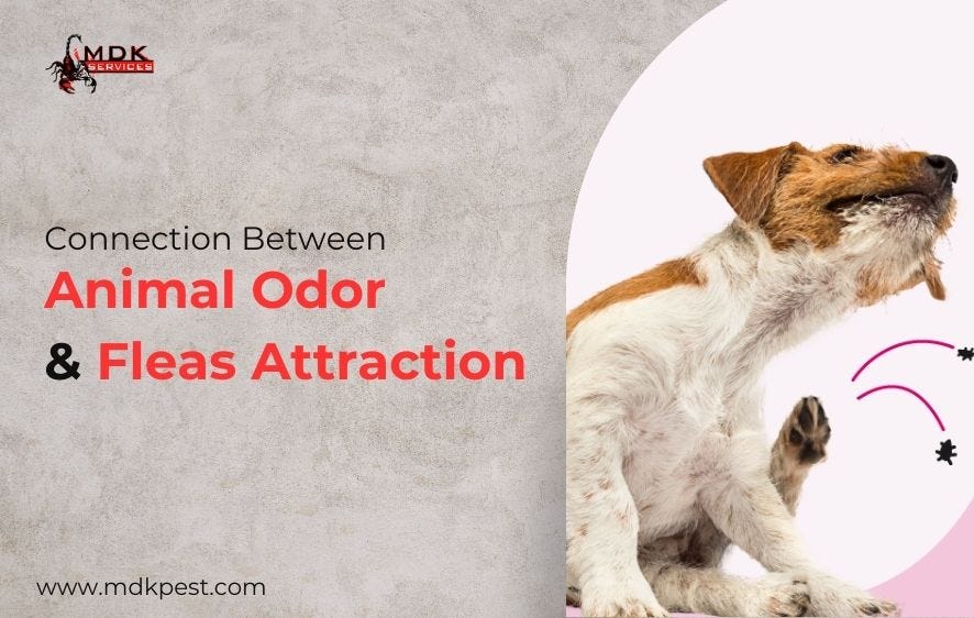 Connection Between Animal Odor & Fleas Attraction | by MDK Services ...