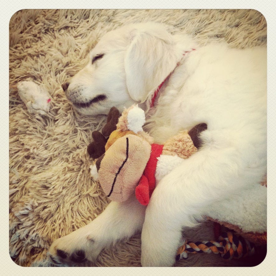 “Is that your dog?”. How walking my white golden retriever… | by Youjin ...