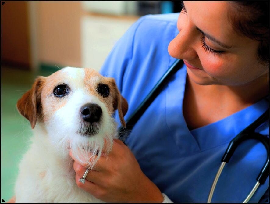 Global Companion Animal Specialty Drugs Market: A Deep Dive into Key ...