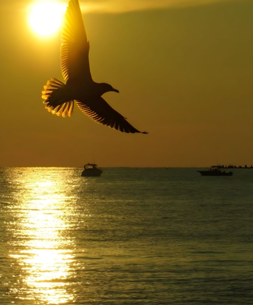 Wings of Sunset: A Serenade over Sea and Sail | by Aseem Jain | Jan ...
