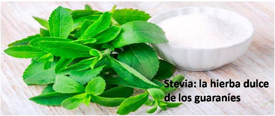 La stevia (Stevia rebaudiana Bertoni) es una planta originaria de ...