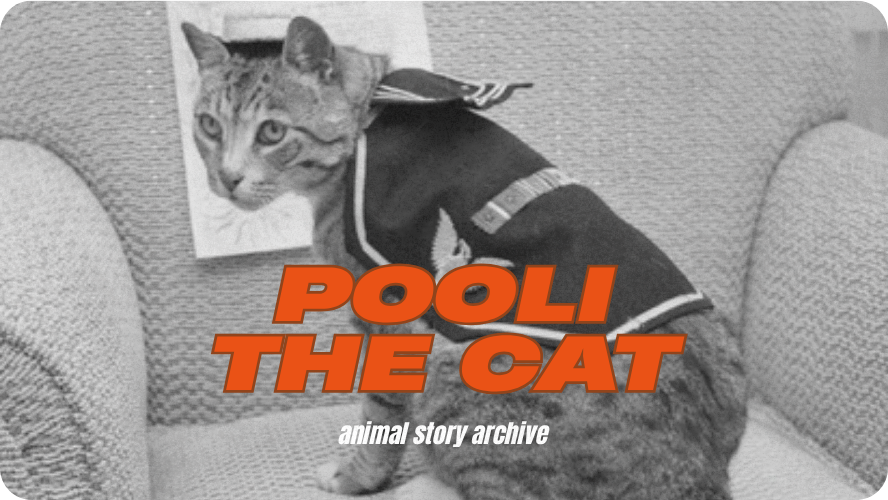 Pooli the Cat, Born on the 4th of July | by Jun Gong | Mar, 2026 ...