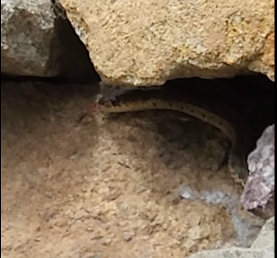 Slithering Through Change: Renewal in the Year of the Snake | by ...