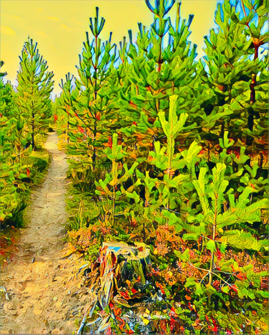 Wild in the Pines: A Remembrance Poem | Medium