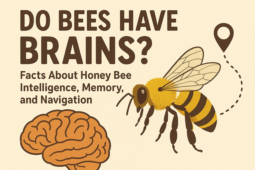 Do Bees Have Brains? Facts About Honey Bee Intelligence, Memory, and ...
