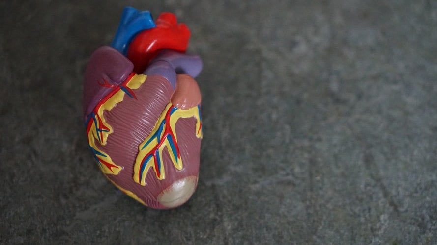 BNL’s Correct: Absence Makes The Heart Grow Fungus | by Jennifer ...