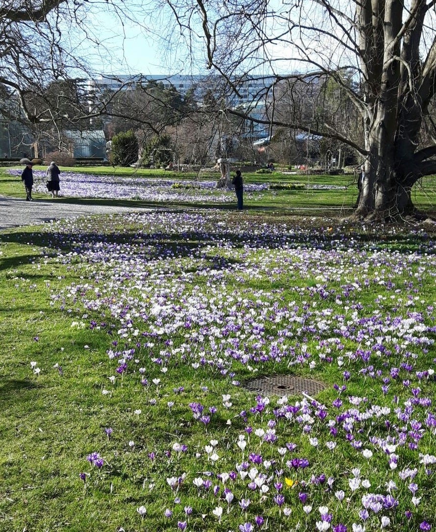 Il était une fois le printemps. Une allée de fleurs aux couleurs vives ...