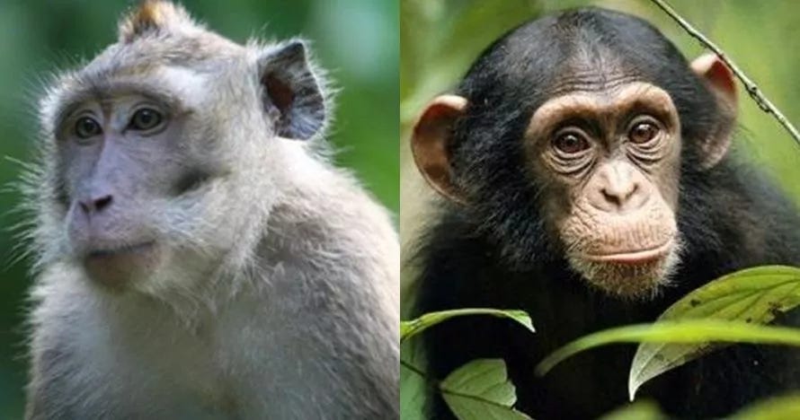 Deep Learning : Klasifikasi Gambar CNN (Convolutional Neural Network ...