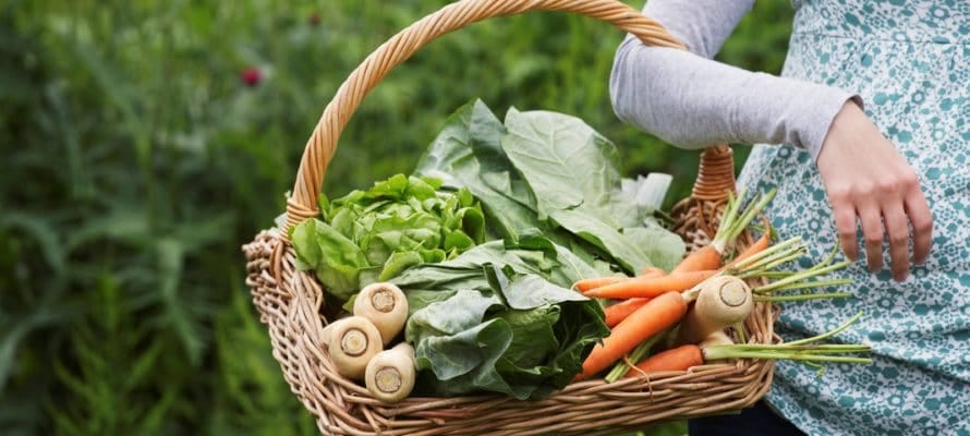 Growing your Own Vegetable Garden in Utah | by Perry Homes | Medium