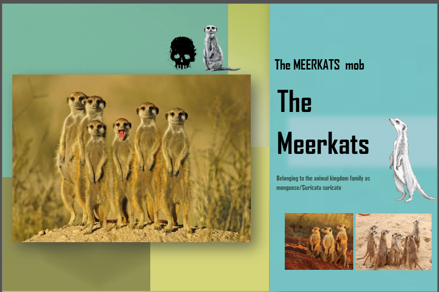 The Meerkats. Delving into The World of the Meeka | by Chester Tracz ...