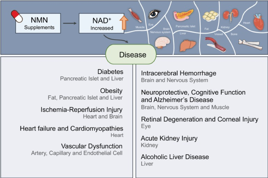 Nmn Side Effects - Oliver - Medium
