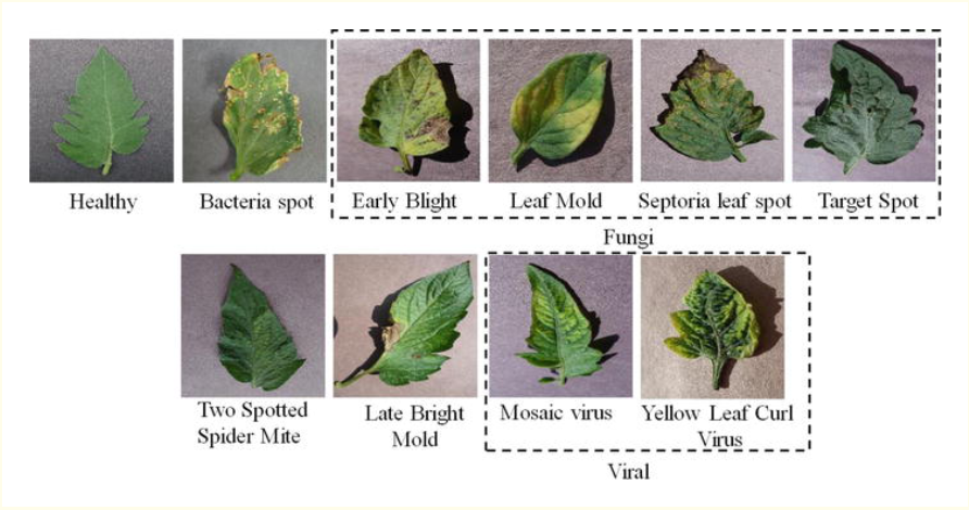 Tomato Leaf Disease Prediction Using Machine Learning By