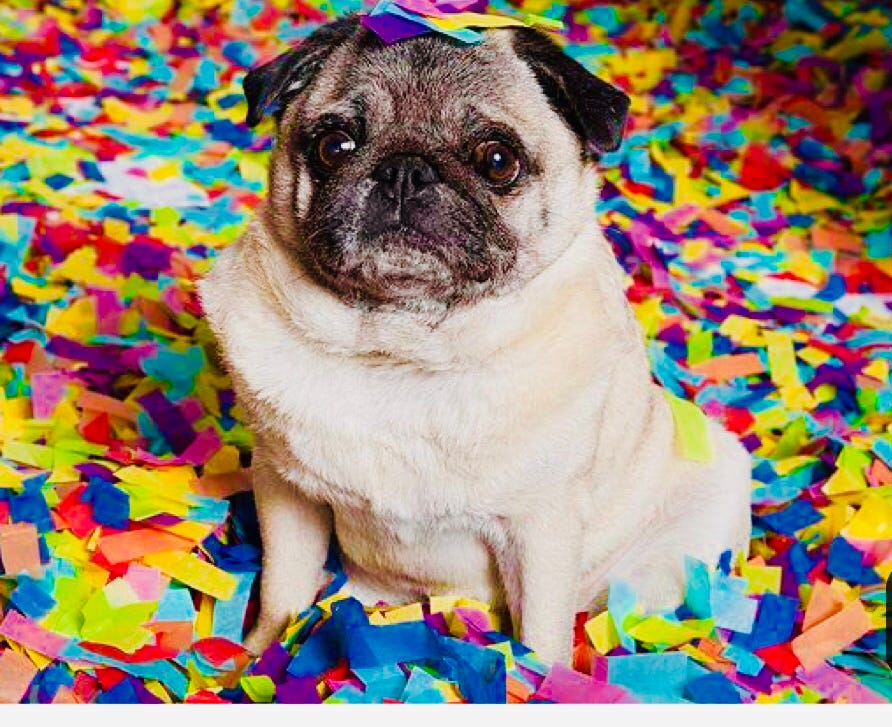 Dog Gone It. When people who have never had a dog… | by Kirsten Telan ...