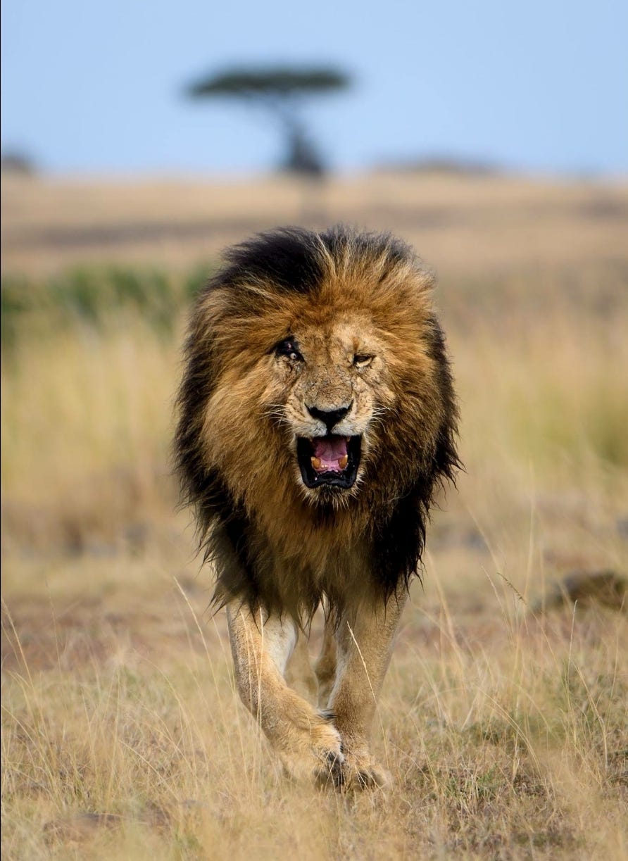 Scarface Lion:. The Majestic Legend of the Masai Mara | by Anás ...
