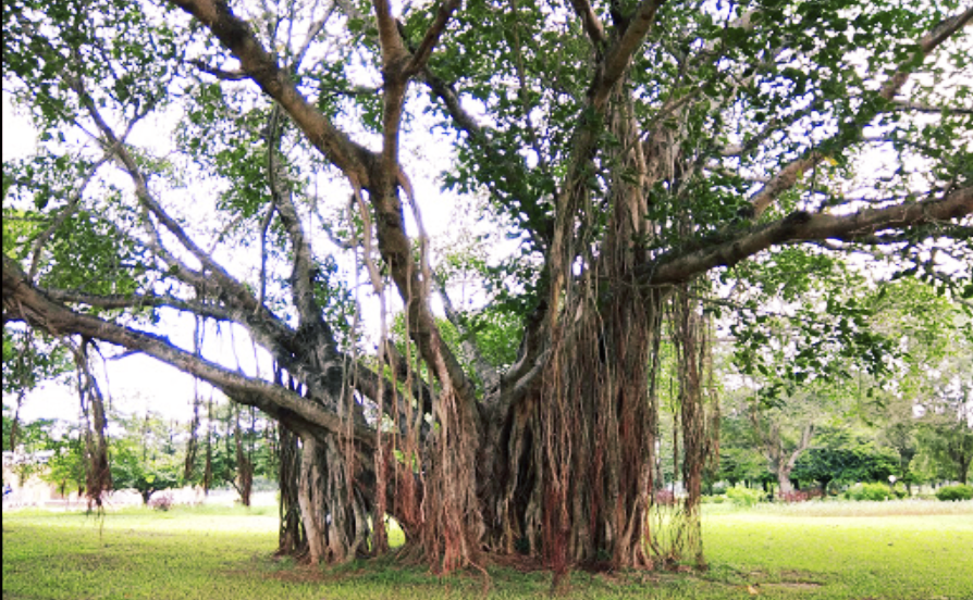 How A Banyan Tree Taught Me About Development Management | by Koushik ...