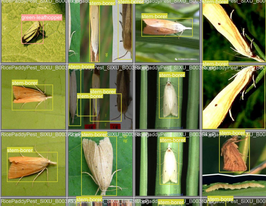 Paddy pest detection system based on YOLOv8/YOLOv7/YOLOv6/YOLOv5 (deep ...