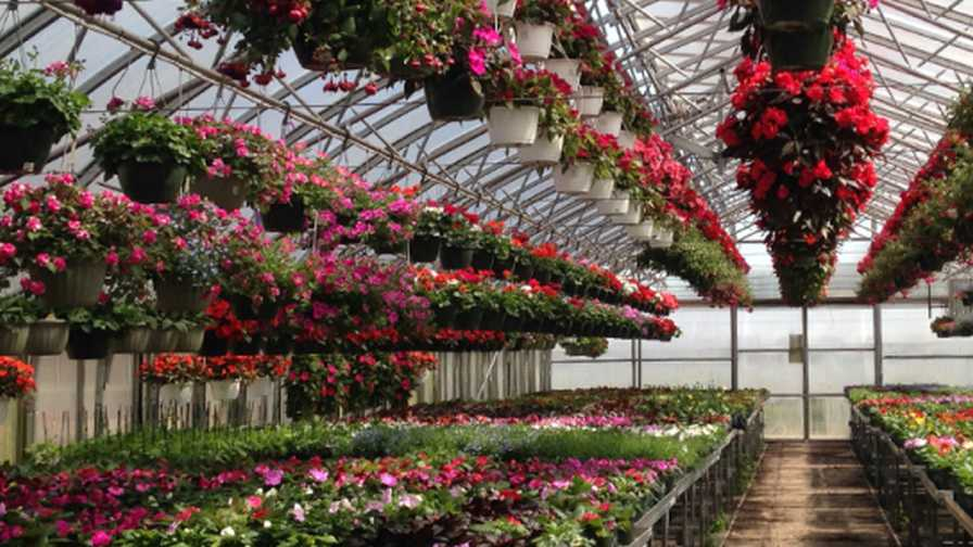 Importance of floriculture in the Indian Economy | by Saniya | Medium