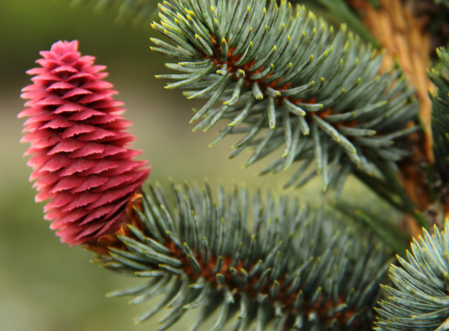 Exploring the Beauty of Picea Pungens Procumbens | by Jennerbella | Feb ...