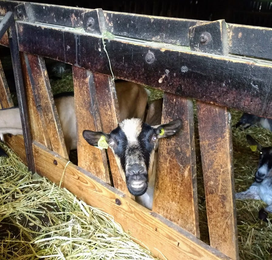 A farm where they made goat cheese. | Crow’s Feet