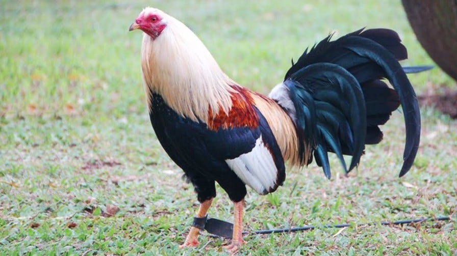 How to purchase a sabong chicken in the Philippines online - Sabong ...