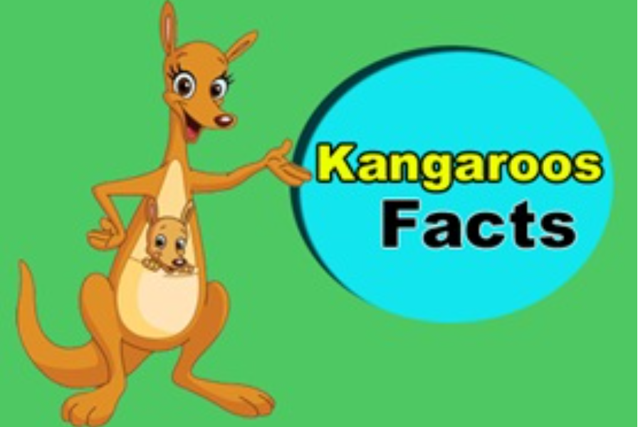 Interesting Fact About Kangaroo.. The only animal who always carries ...