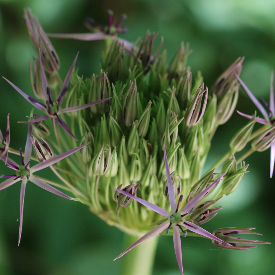 How To Take The Perfect Macro Photo | by Kasia's fotogalerie | Medium
