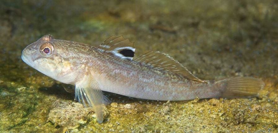 Exploring the Fascinating Features of Goby Fish | by Vikash vadaliya ...