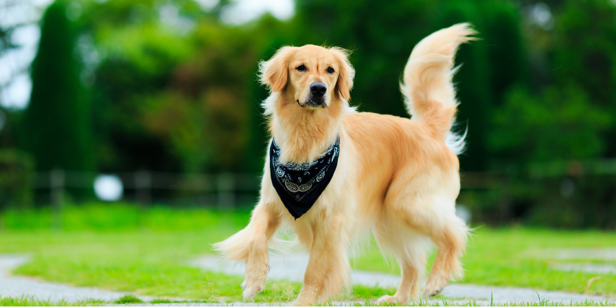 Golden Retrievers: Breeds, Health Issues & Care Tips | by DCC Pets | Medium