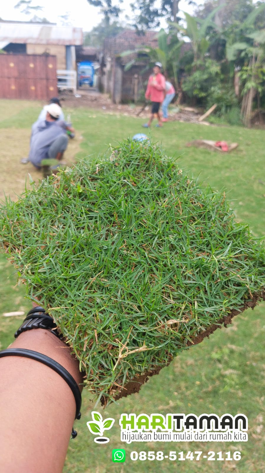 Harga Rumput Jepang Termurah Banyumas | by Rumputtamanmalang | Medium