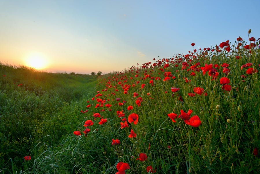 An Unexamined Life. Questions unasked on the paths to… | by Aunty Jean ...