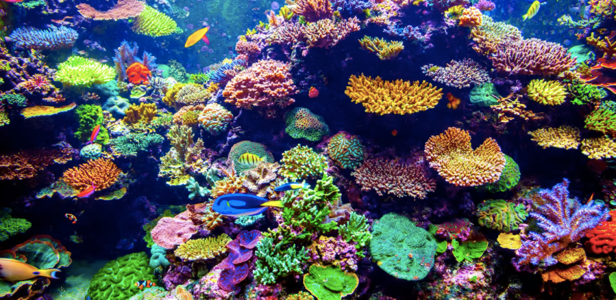 What Does the Future Hold for Coral Reefs? | by Ellawalker | Medium
