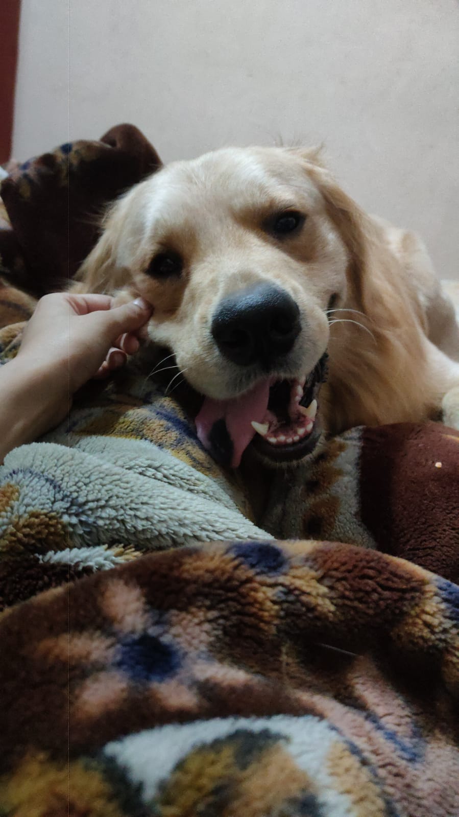 How My Life Went from Ruff to Amazing in just a matter of time!! | by ...