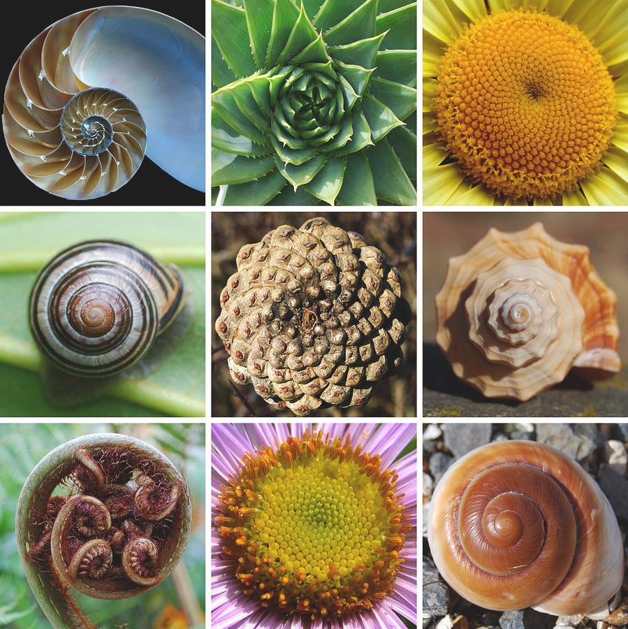 The Hidden Beauty of Numbers in Nature | by Mark Gil Giangan | Medium