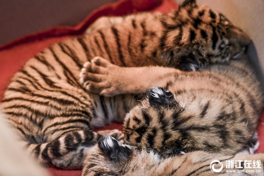 LOOK: South China tiger cub triplets make first public appearance at ...