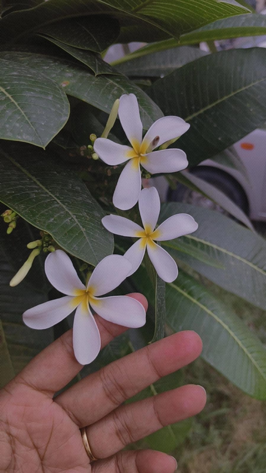 “But Flowers Die Anyway.”. Confused with gestures and the… | by ...
