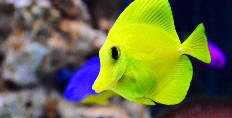Coral Reef Fish Yellow