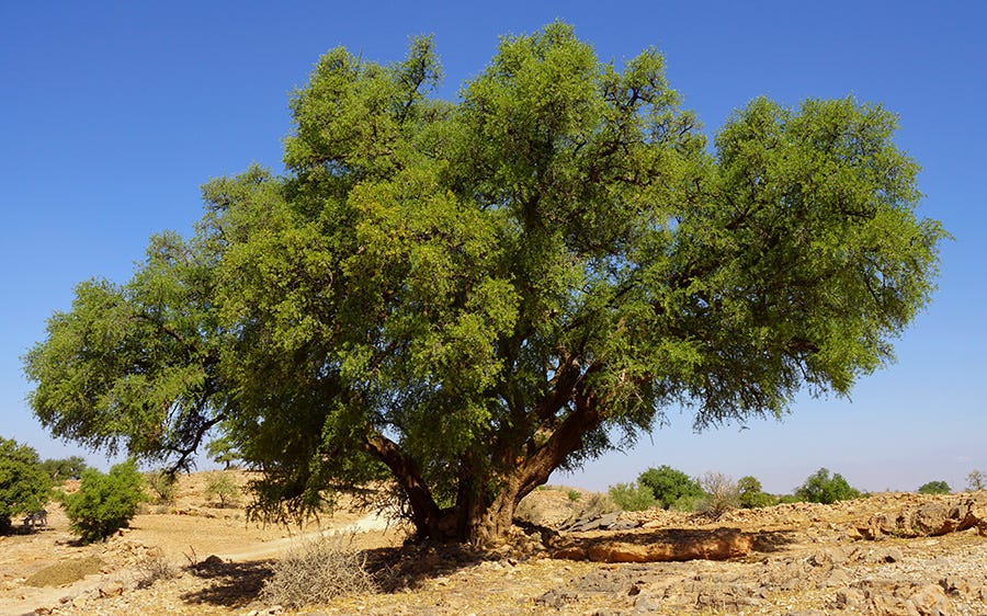 The Tree Of Lequid Gold. If you travel south of Morocco, you… | by K ...